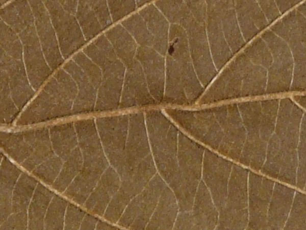 texture 0006 - Texturelib